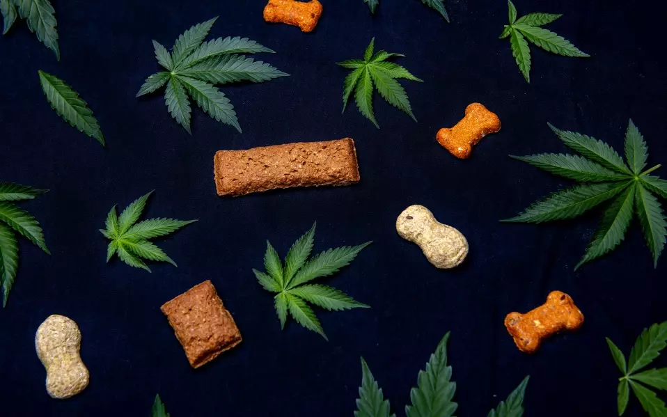 ¿El CBD para mascotas es peligroso o