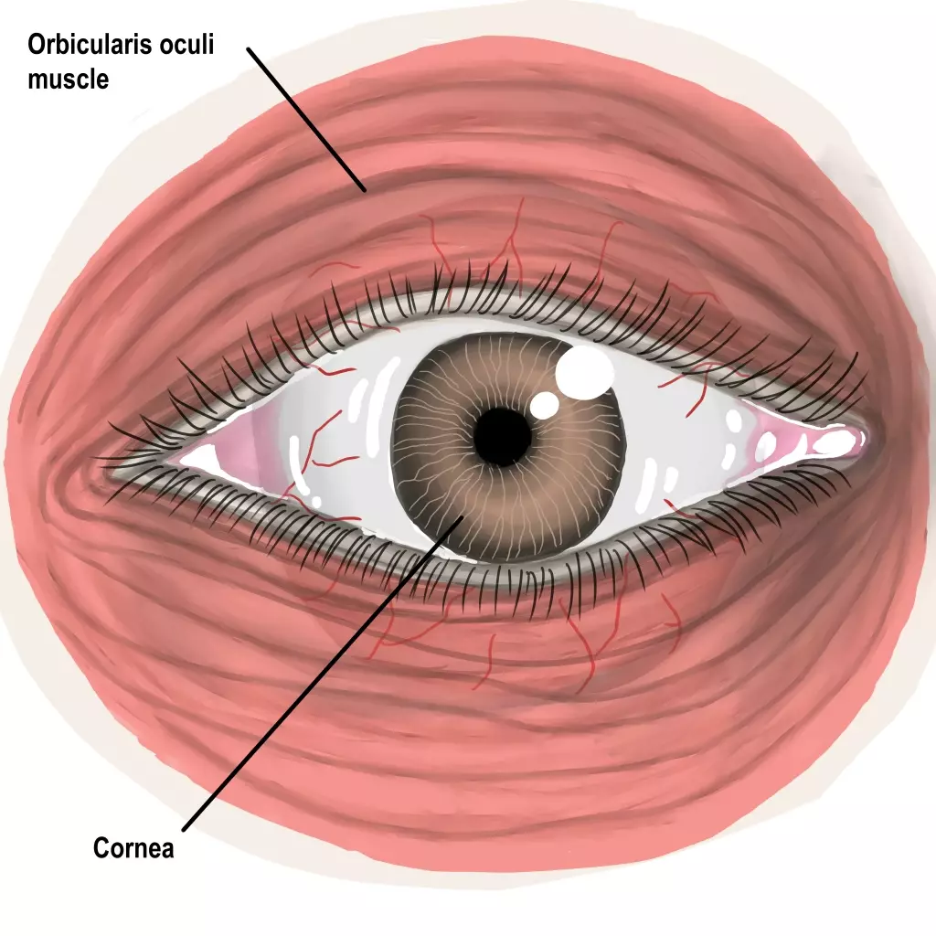imaxe de stock do músculo ocular