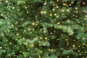 pendurar luzes de natal em árvores, como pendurar luzes de natal