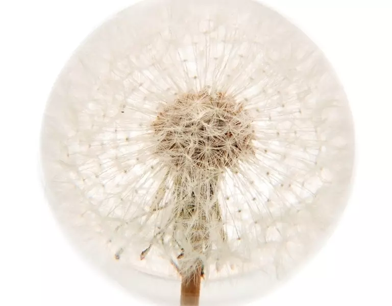 Dandelion Botanical Paperweight هڪ خواهش آهي