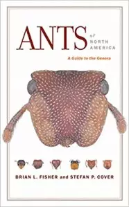 Kuidas vabaneda Põhja-Ameerika sipelgatest, juhend