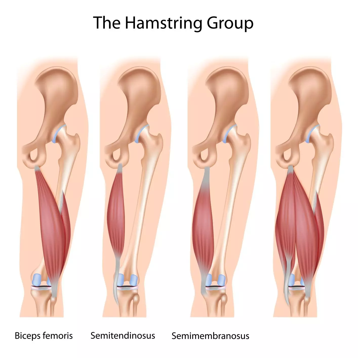 የ hamstring muscle ቡድን ምርጥ የ hamstring ልምምዶች