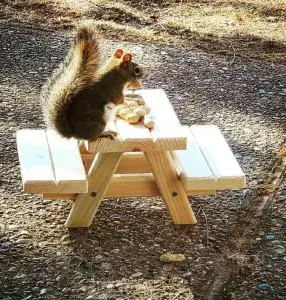 ILakeTheLife vjeverica stol za piknik
