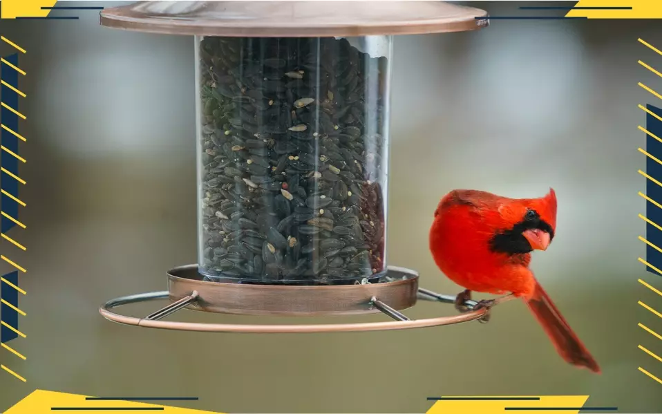 telecamere per mangiatoie per uccelli