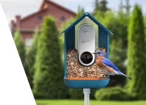 mangiatoia per uccelli intelligente per uccelli, telecamere per mangiatoie per uccelli
