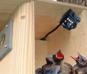 Špijunska kamera za kućice za ptice, kamere za hranilice za ptice
