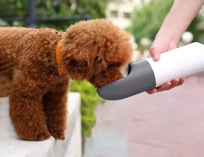 botella de agua para perros