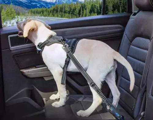 Hape Nahana ka: IOKHEIRA Dog Seat Belt 3-in-1 Car Harness