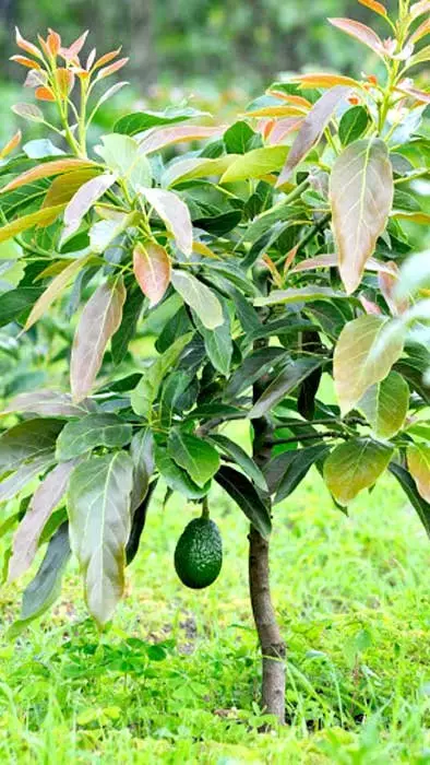 Plantogram Aguacate Tree Super Hass Variety Injertado