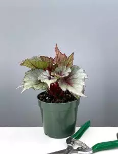 Plant riktig Begonia Rex Dragefrukt