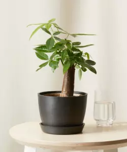 mini money tree