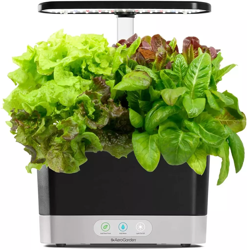 Thu hoạch AeroGarden với Bộ dụng cụ gia truyền Salad Greens Pod