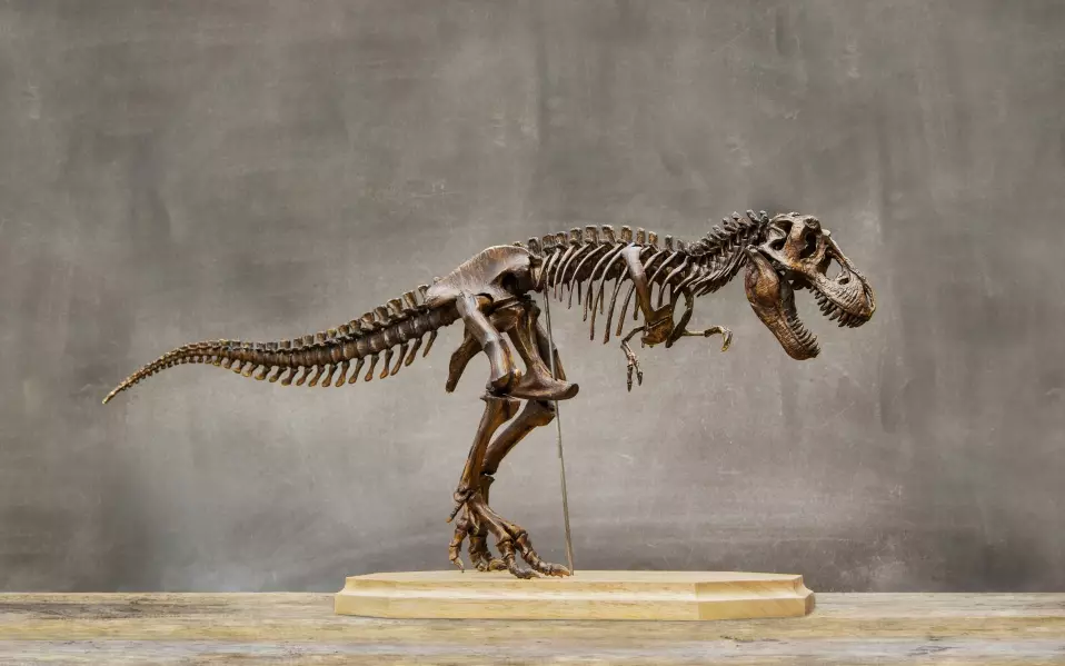 Fossil skeleton ng Dinosaur king Tyrannosaurus