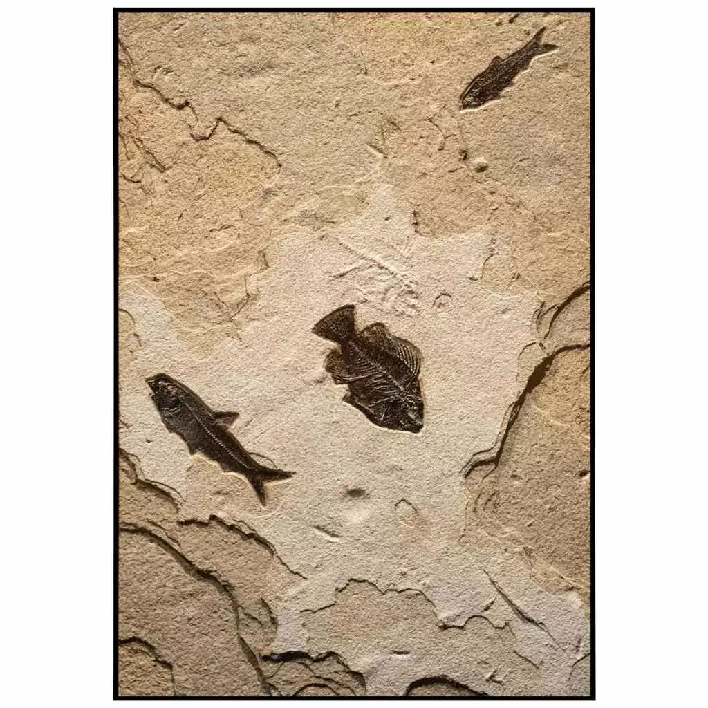 poisson fossile