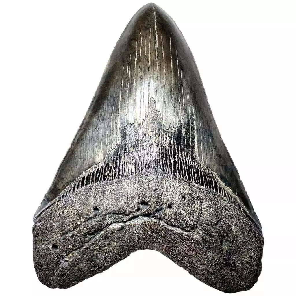 Fosilă de dinte de rechin megalodon de vânzare