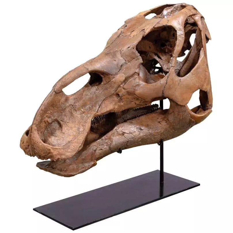 Kranju fossilizzat ta' Dinosaur Edmontosaurus