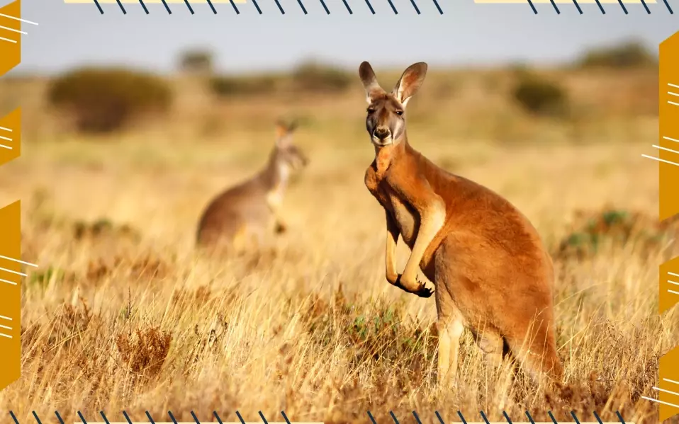 kangoroa