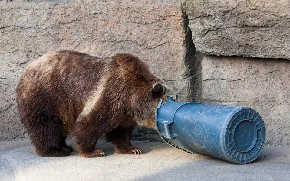 Urso cavando uma lata de lixo