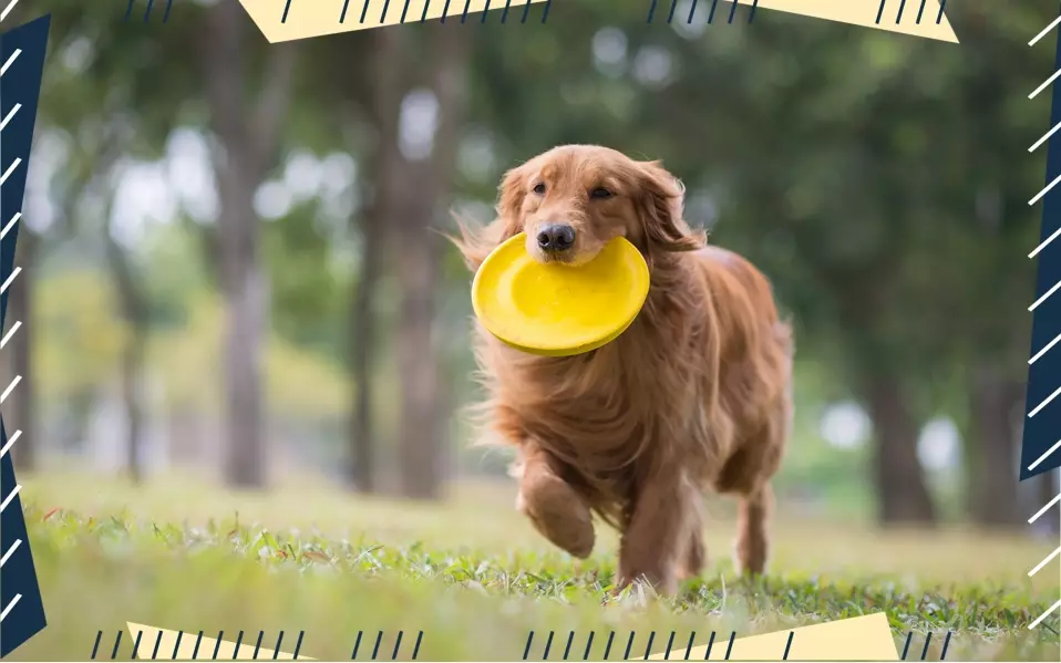 baştirîn frisbees ji bo kûçikan