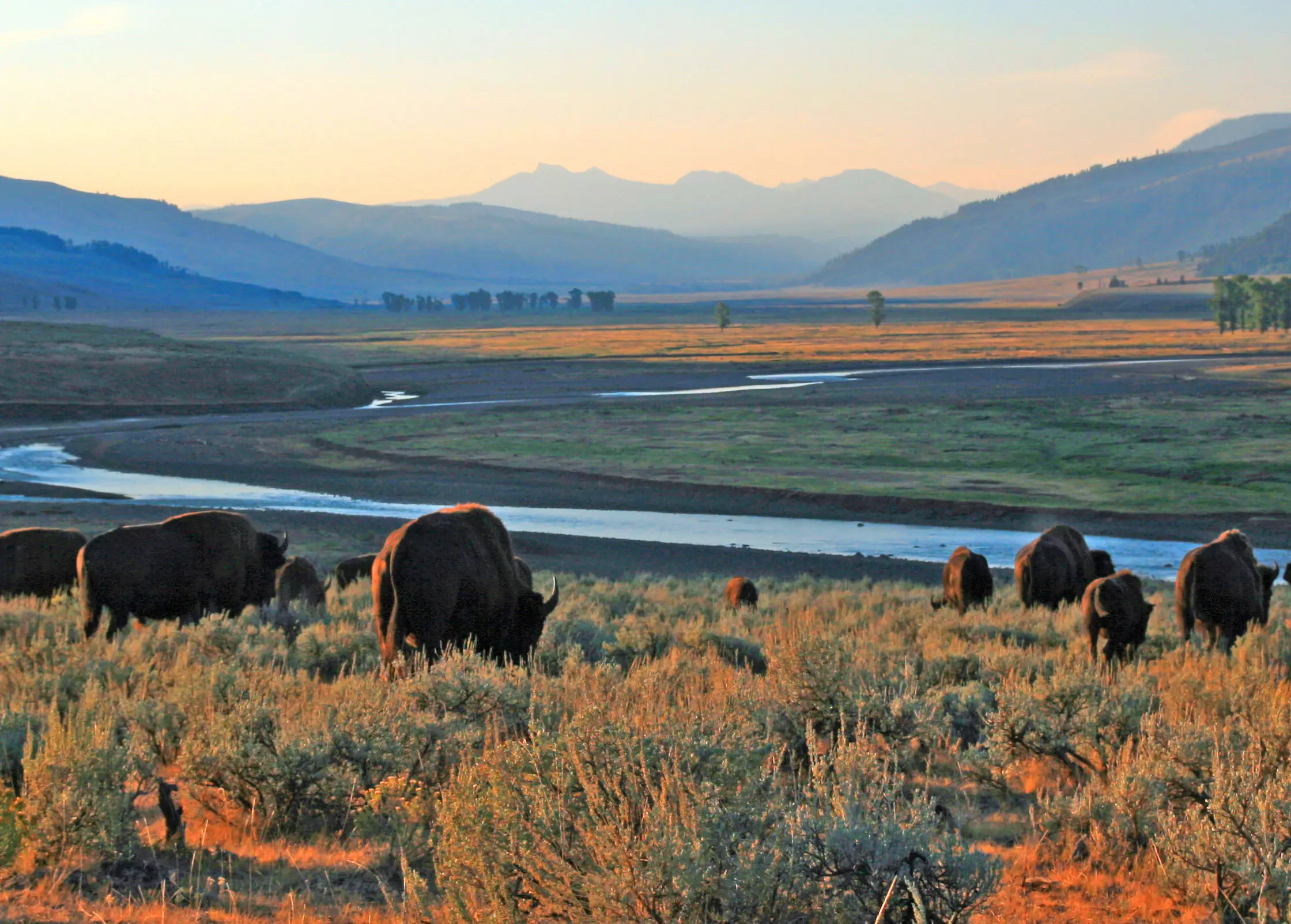 ហ្វូង Bison Buffalo នៅពេលព្រឹកព្រលឹមនៅក្នុងជ្រលង Lamar Valley នៃ Yellowstone National Park ក្នុង Wyoiming សហរដ្ឋអាមេរិក