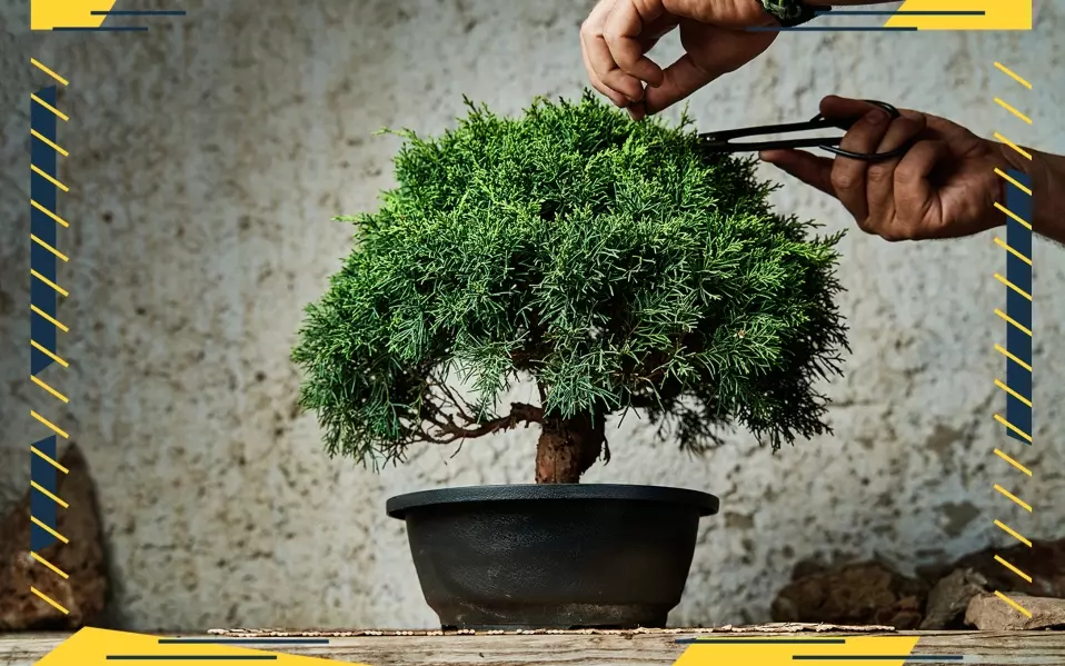 Zestawy drzewek bonsai