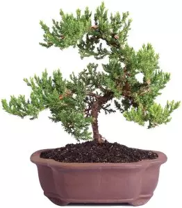 ដើមឈើ Bonsai Juniper ផ្ទាល់ ឧបករណ៍ចាប់ផ្តើមដើមឈើ Bonsai