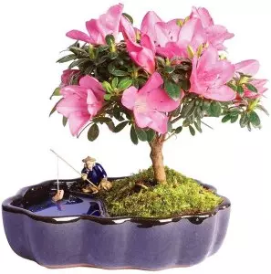 Azalea Bonsai zuhaitza, bonsai zuhaitz hasierako kitak