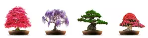 Bonsai-puiden tyylit