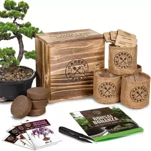 Kit tangkal bonsai taman républik