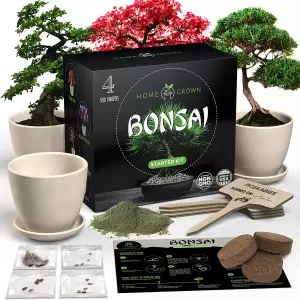 etxean landatutako bonsai zuhaitzen kit