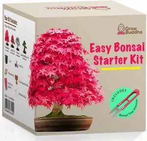 Grow Buddha bonsai tree kit