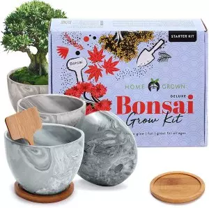 Tsev Grown Deluxe Bonsai tsob ntoo khoom siv