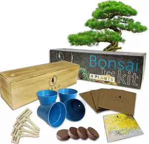 ឈុតដើមឈើ Loako Bonsai