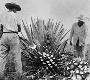 zwee Männer, déi an de 50er Joren mat enger bloer Agave Planz schaffen