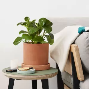 De Sill babyrubberplant, de beste cadeaus voor veganisten