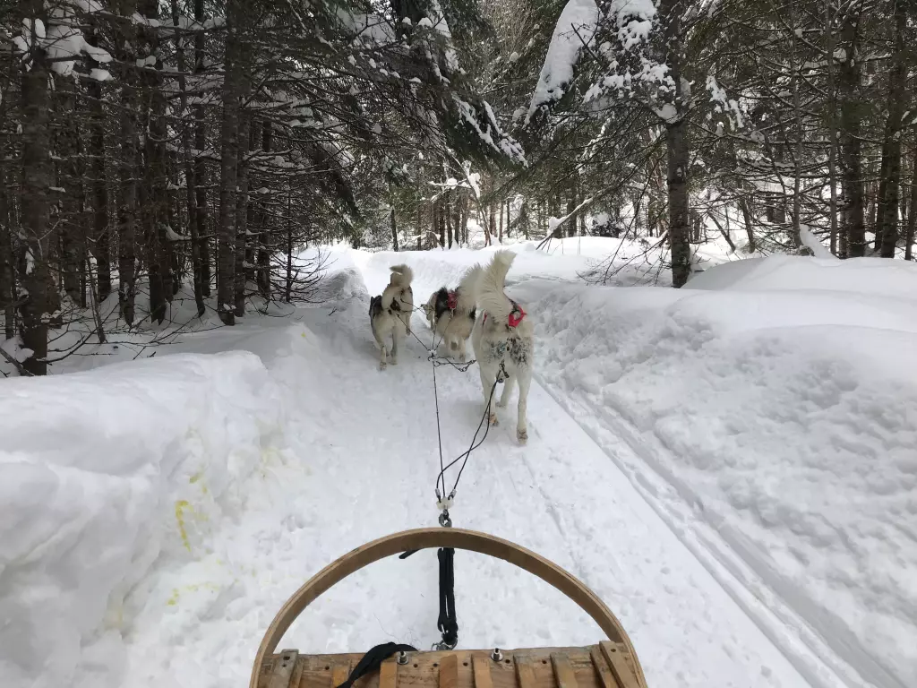 chó kéo xe trượt tuyết ở Quebec