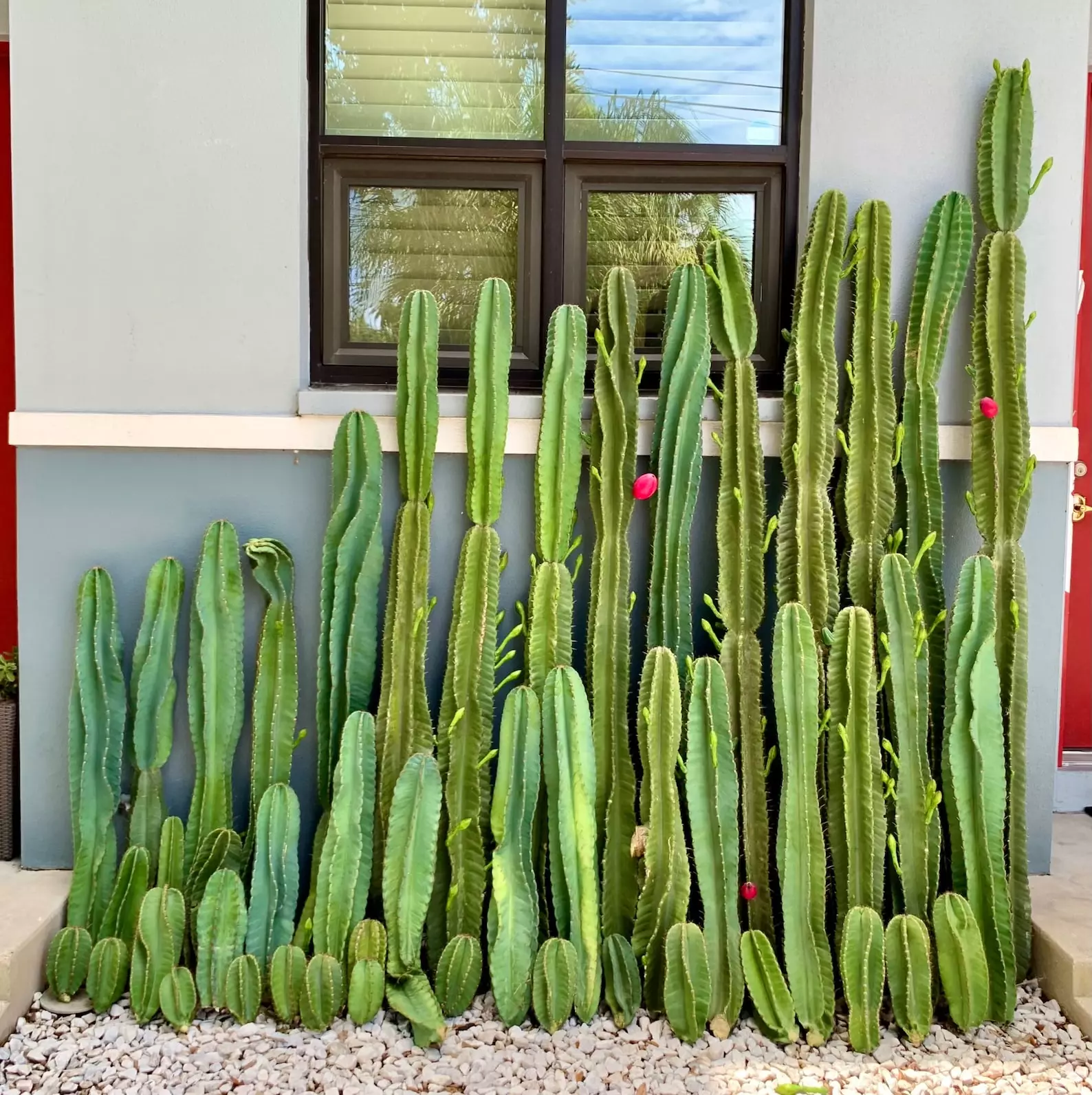 Hol vásárolhat kaktuszt: Emelje fel életterét egy új kaktusztárssal 4868_10