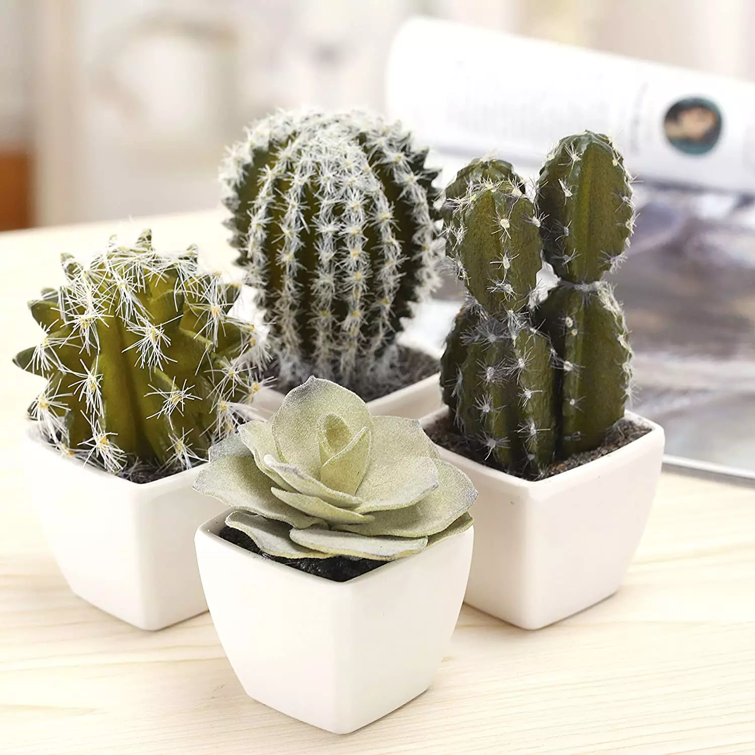 Dove acquistare i cactus: ravviva il tuo spazio vitale con un nuovo compagno di cactus 4868_11