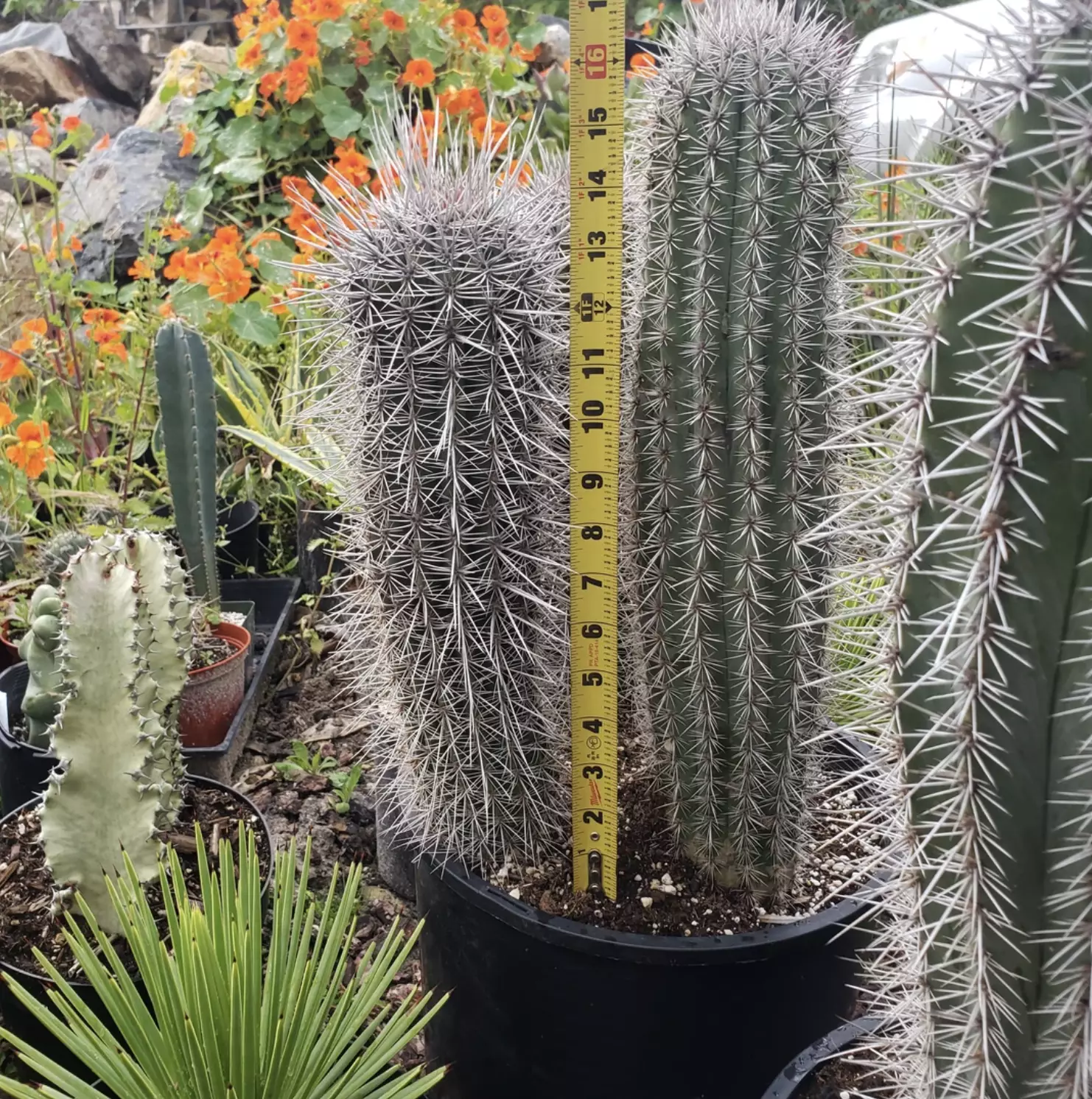 Mistä ostaa kaktuksia: piristä elintilaasi uudella kaktuskumppanilla 4868_6