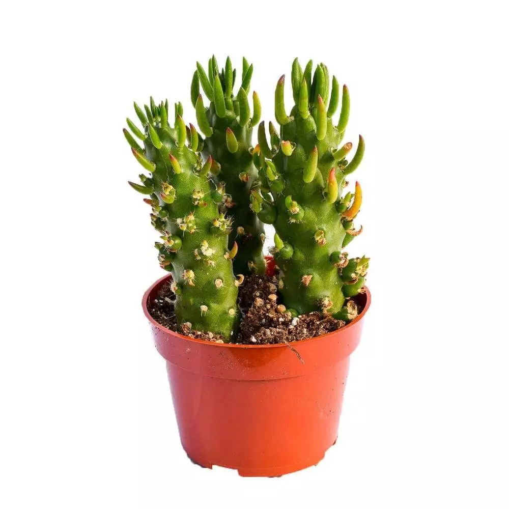 Hvor kan du kjøpe kaktuser: Liv opp boligen din med en ny kaktuskompanjong 4868_7