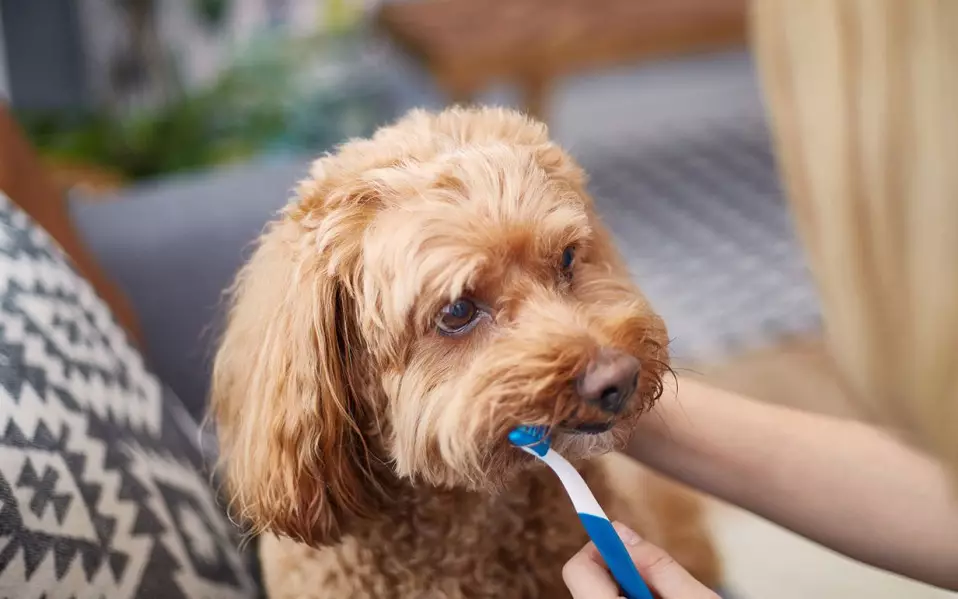 meilleures brosses à dents pour chien