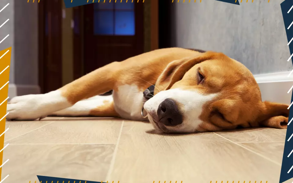 flooring pangalusna pikeun anjing