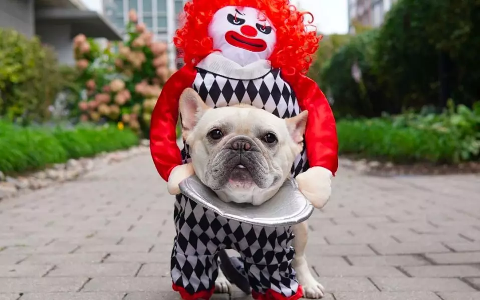 scary-clown-dog-costume-for-halloween