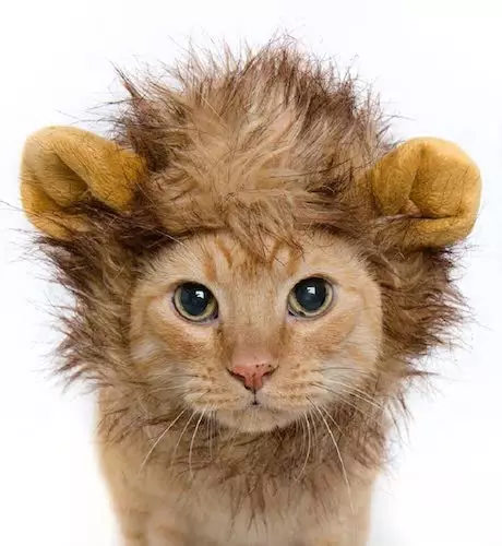 Pet Krewe Lion Mane búningur fyrir ketti