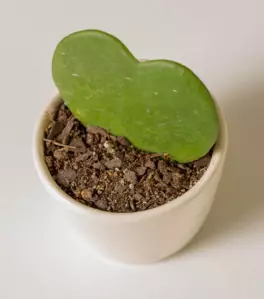 Hoya hjerteplante