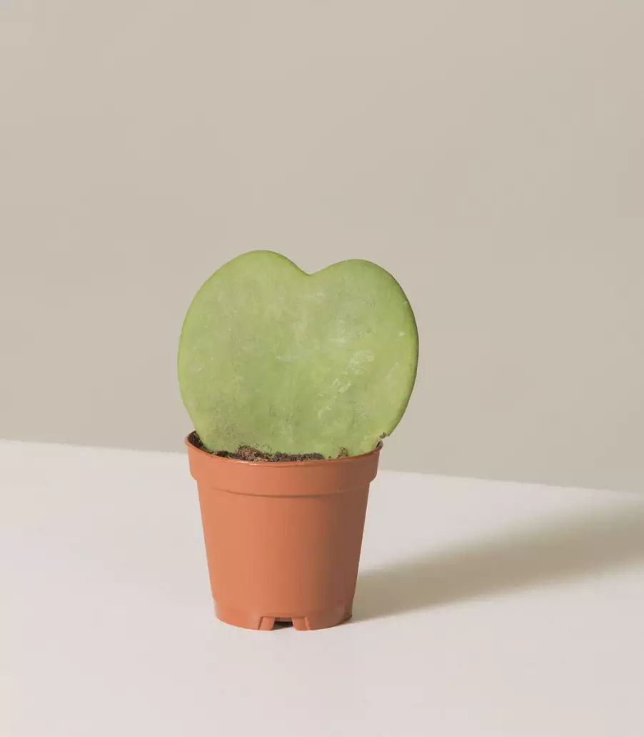 суккулентное растение в форме сердца