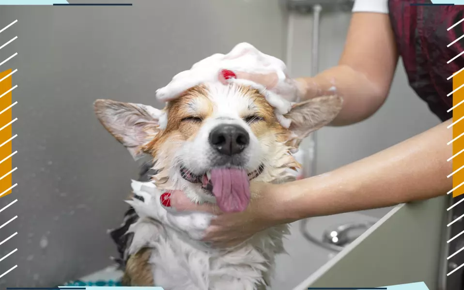 paras koiran shampoo