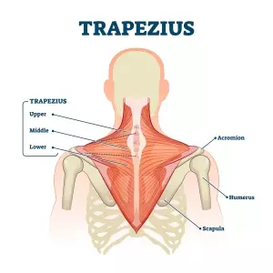 trapezius මාංශ පේශි, හොඳම උරහිස් ව්යායාම