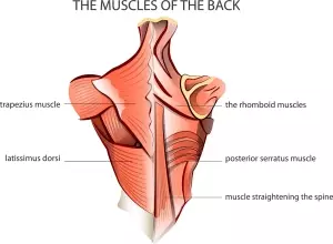 muscolo latissimus dorsi, i migliori allenamenti per le spalle