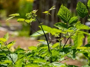 Eleuthero impande, yini adaptogens